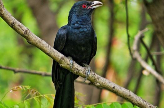 କୋଇଲିର ଏହି ତିନୋଟି କଥା ଶୁଣିଲେ ବୃଦ୍ଧାବସ୍ଥାରେ ଆପଣ ପାଇବେନି ଦୁଃଖ । ସବୁ ...